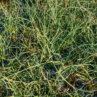 Corkscrew Rush Hardy Marginal Plant Potted – Pondscape