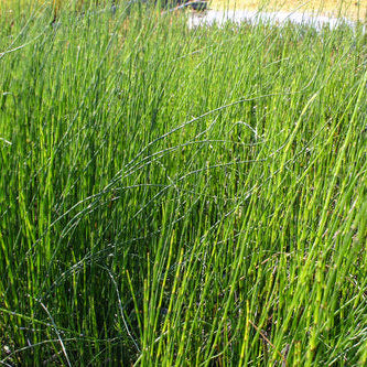 Horsetail Rush Hardy Marginal Plant Potted – Pondscape